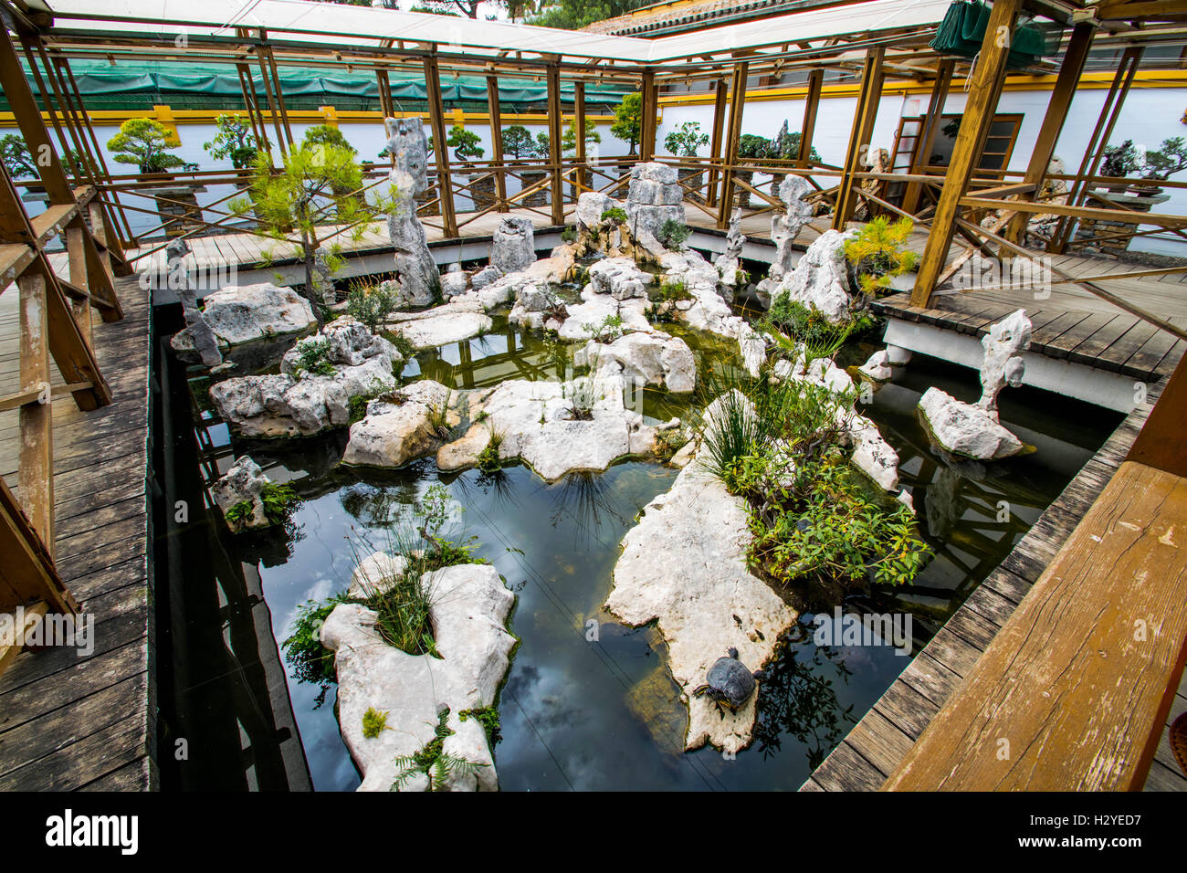 a funky view of a bonsai water feature Stock Photo - Alamy