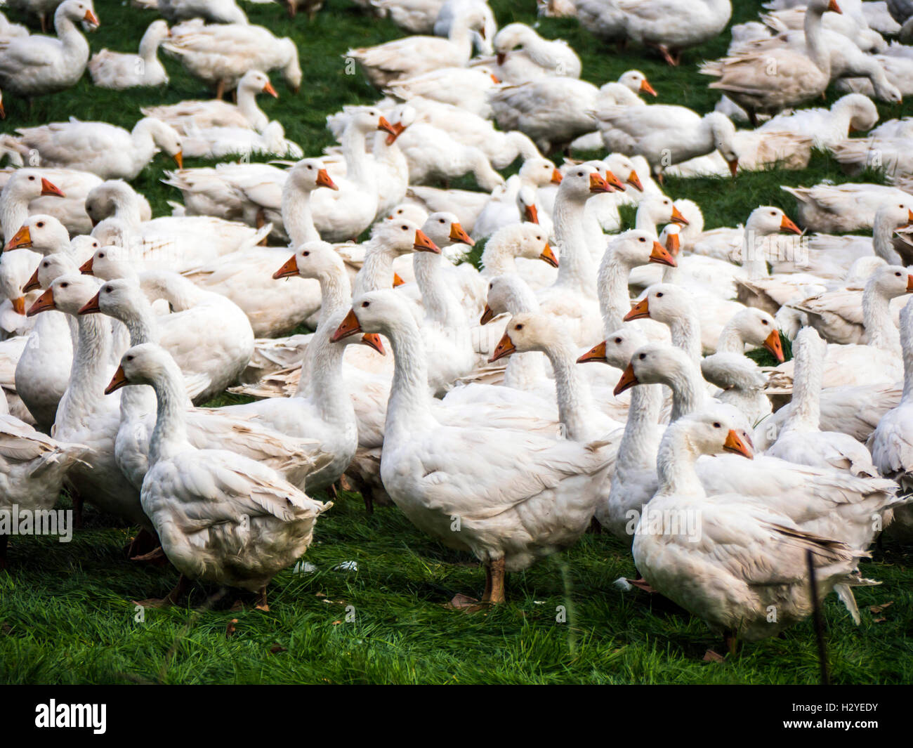 Poultry farming free range hi-res stock photography and images - Alamy