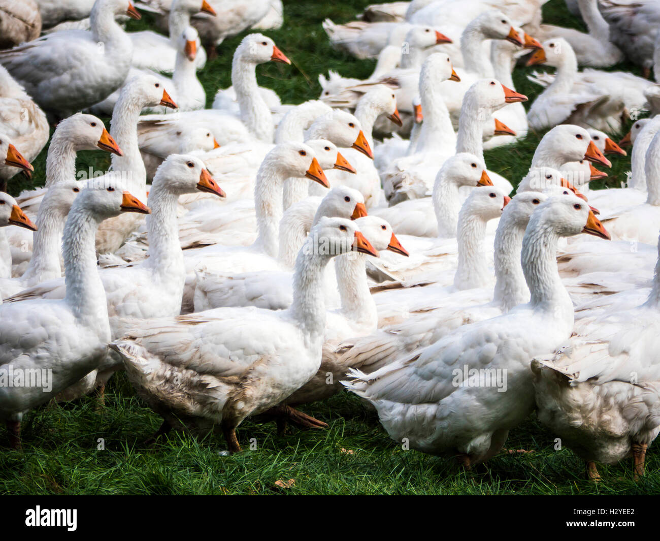 Free-range geese on a poultry farm Stock Photo - Alamy