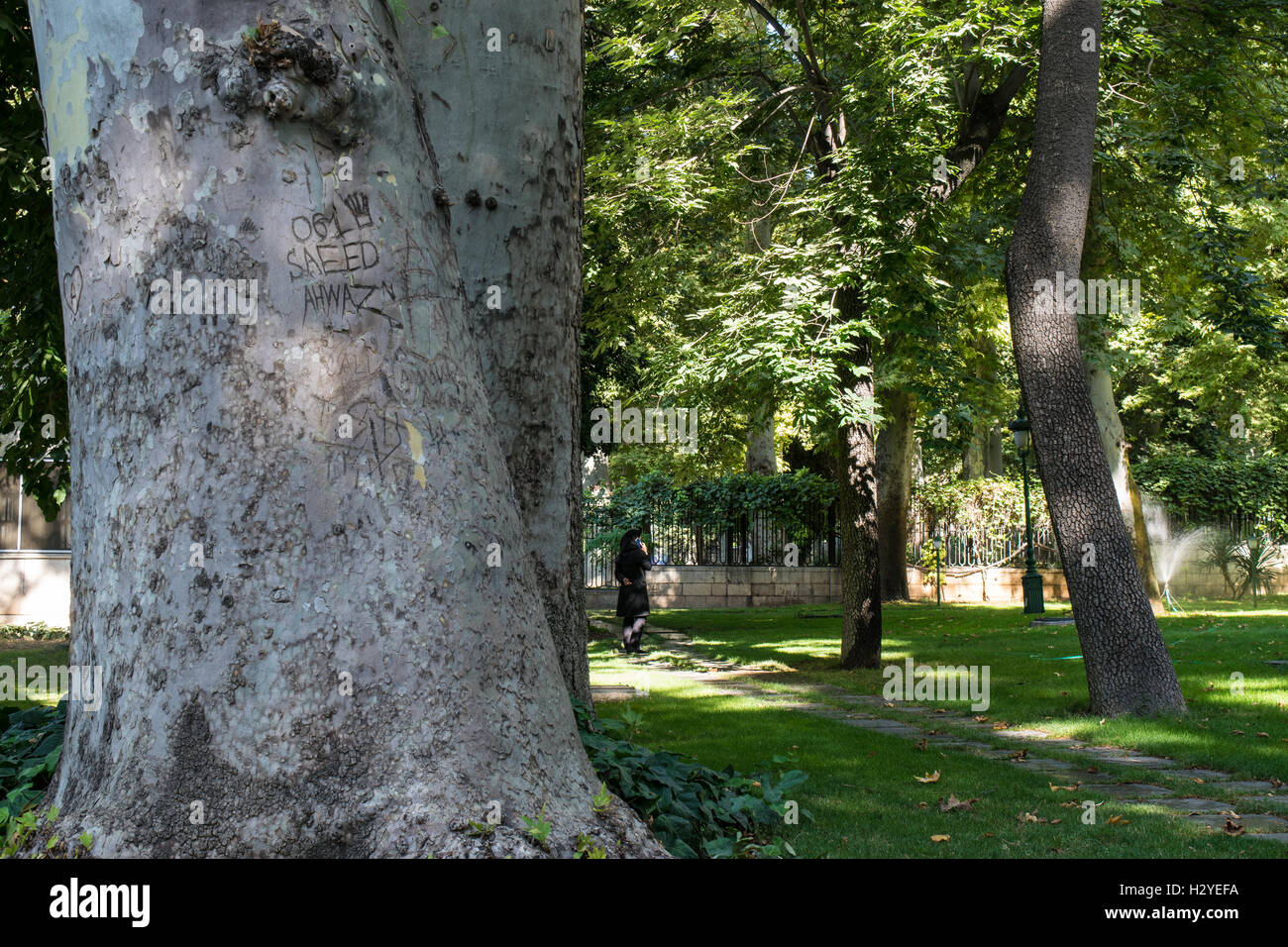 very big tree Stock Photo - Alamy