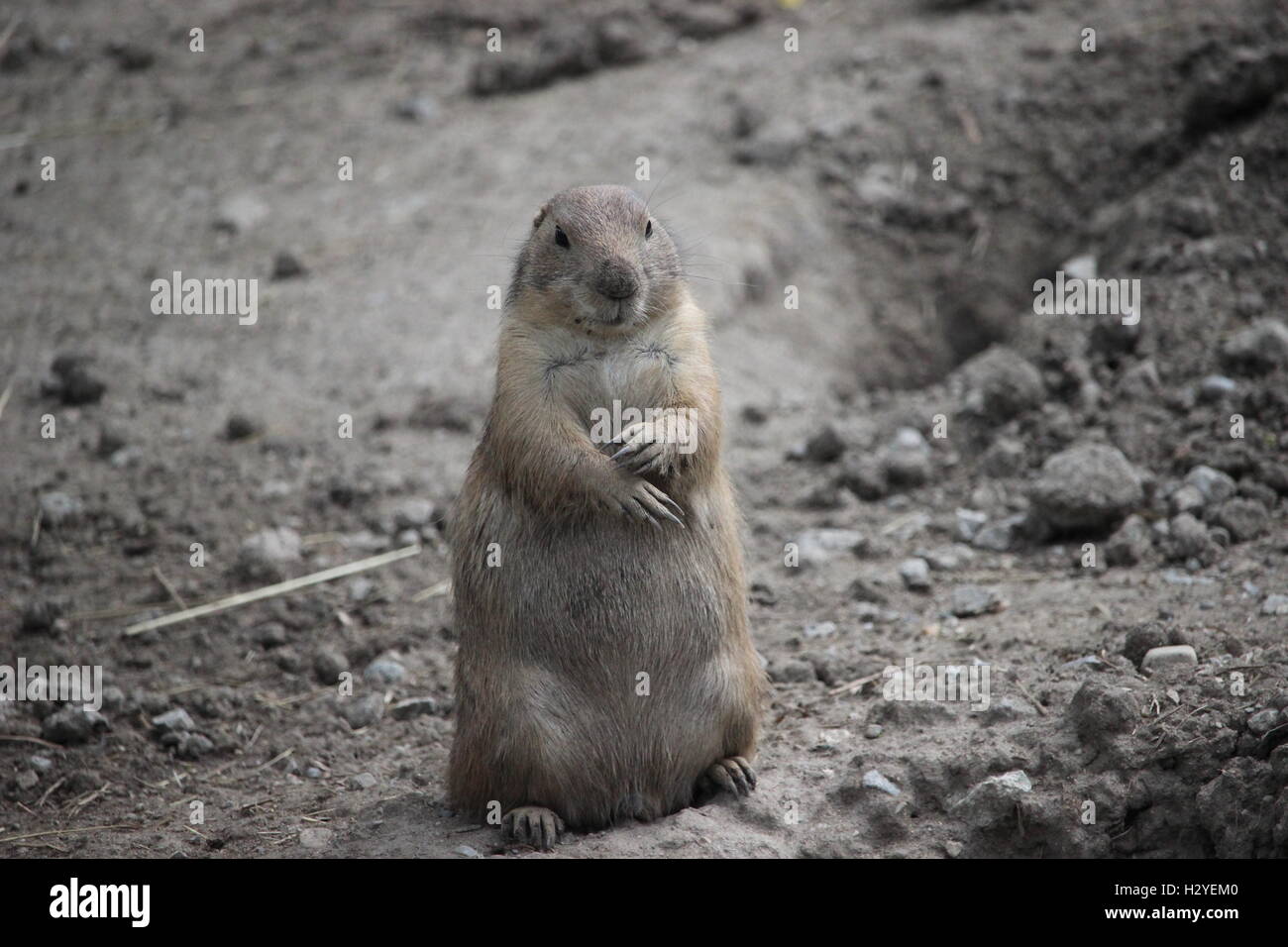 A prairie dog keeping a look out for danger Stock Photo - Alamy