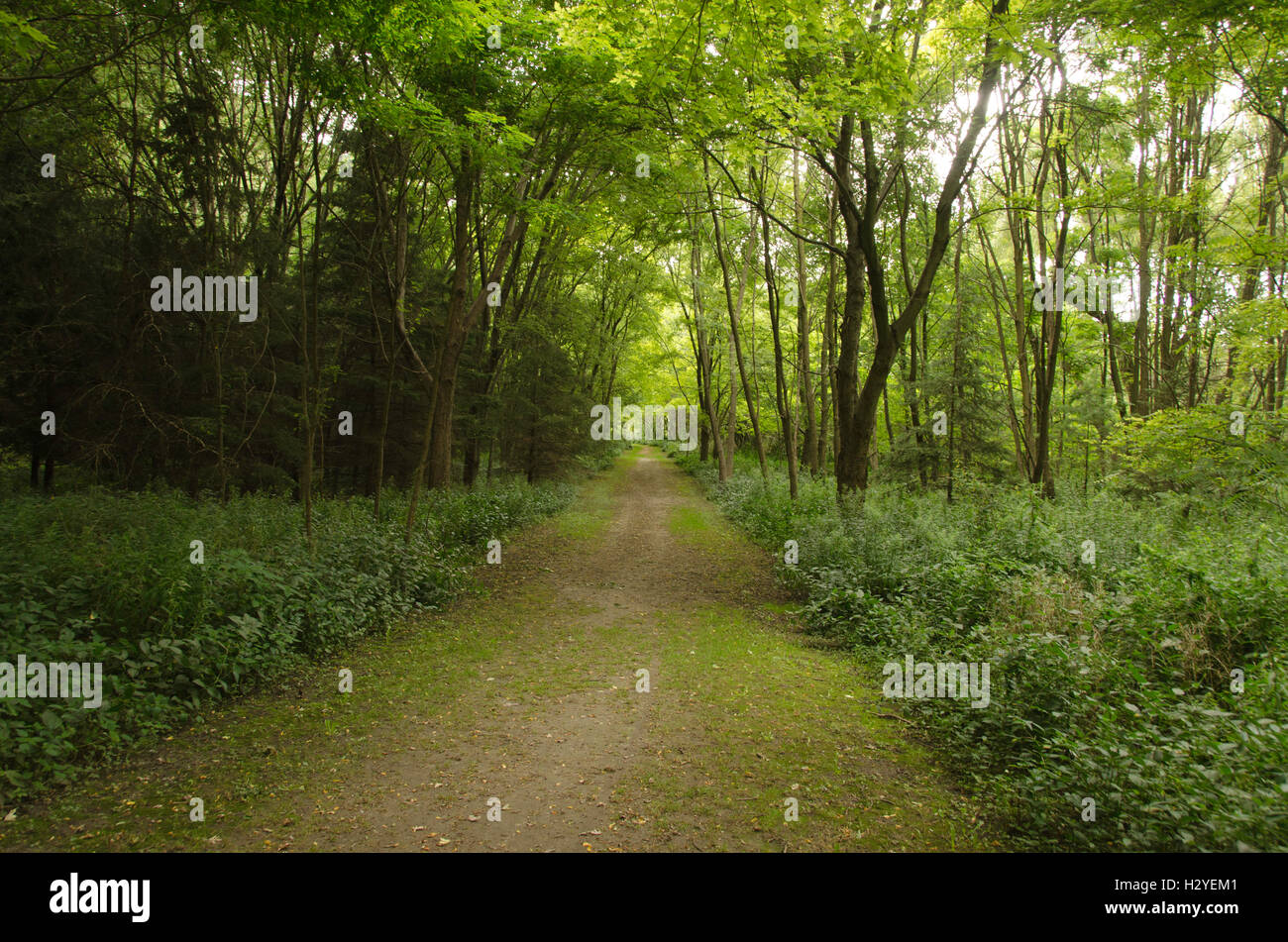 shady path in the forest Stock Photo - Alamy