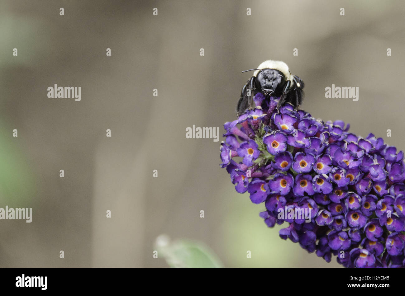 bumble bee on a butterfly bush Stock Photo - Alamy