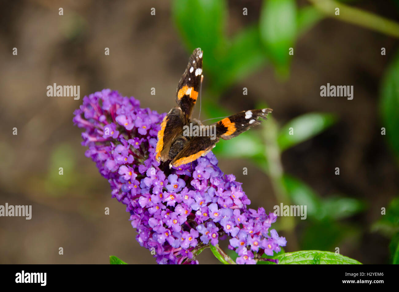 butterfly on a butterfly bush Stock Photo - Alamy