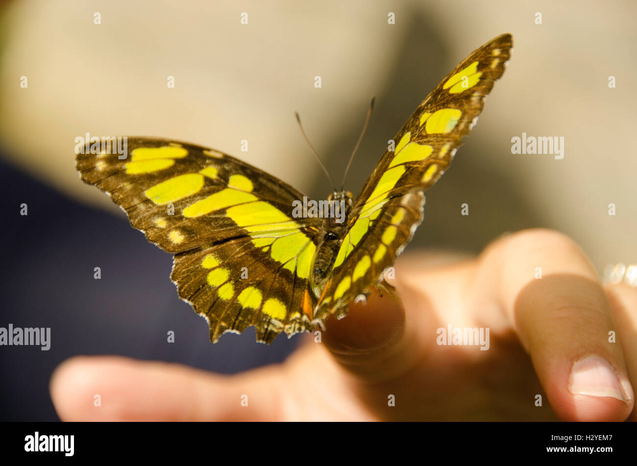 butterfly on a finger Stock Photo - Alamy
