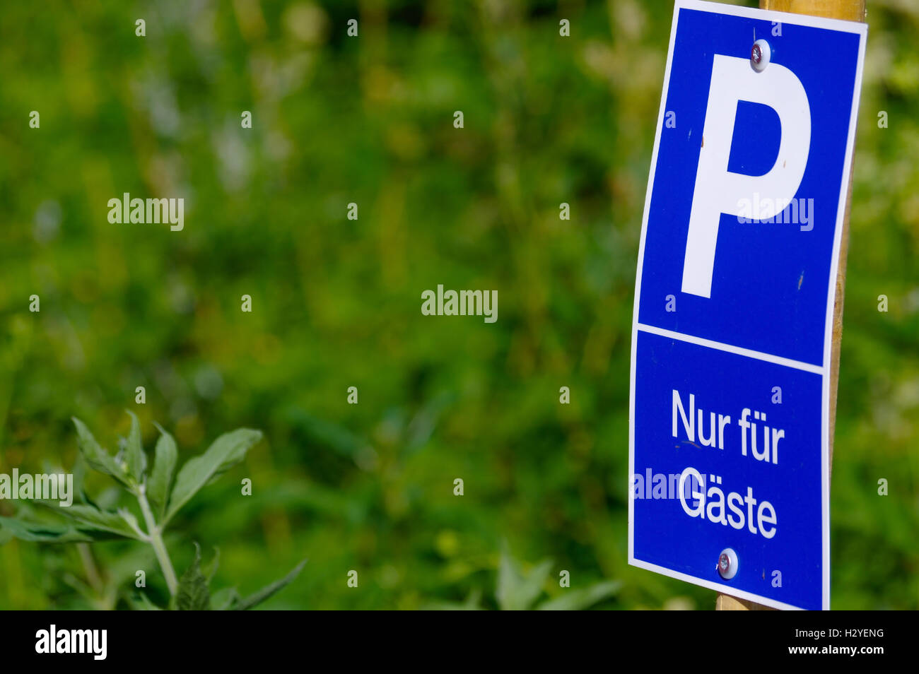 a blue parking sign with a big P on it on green background Stock Photo ...