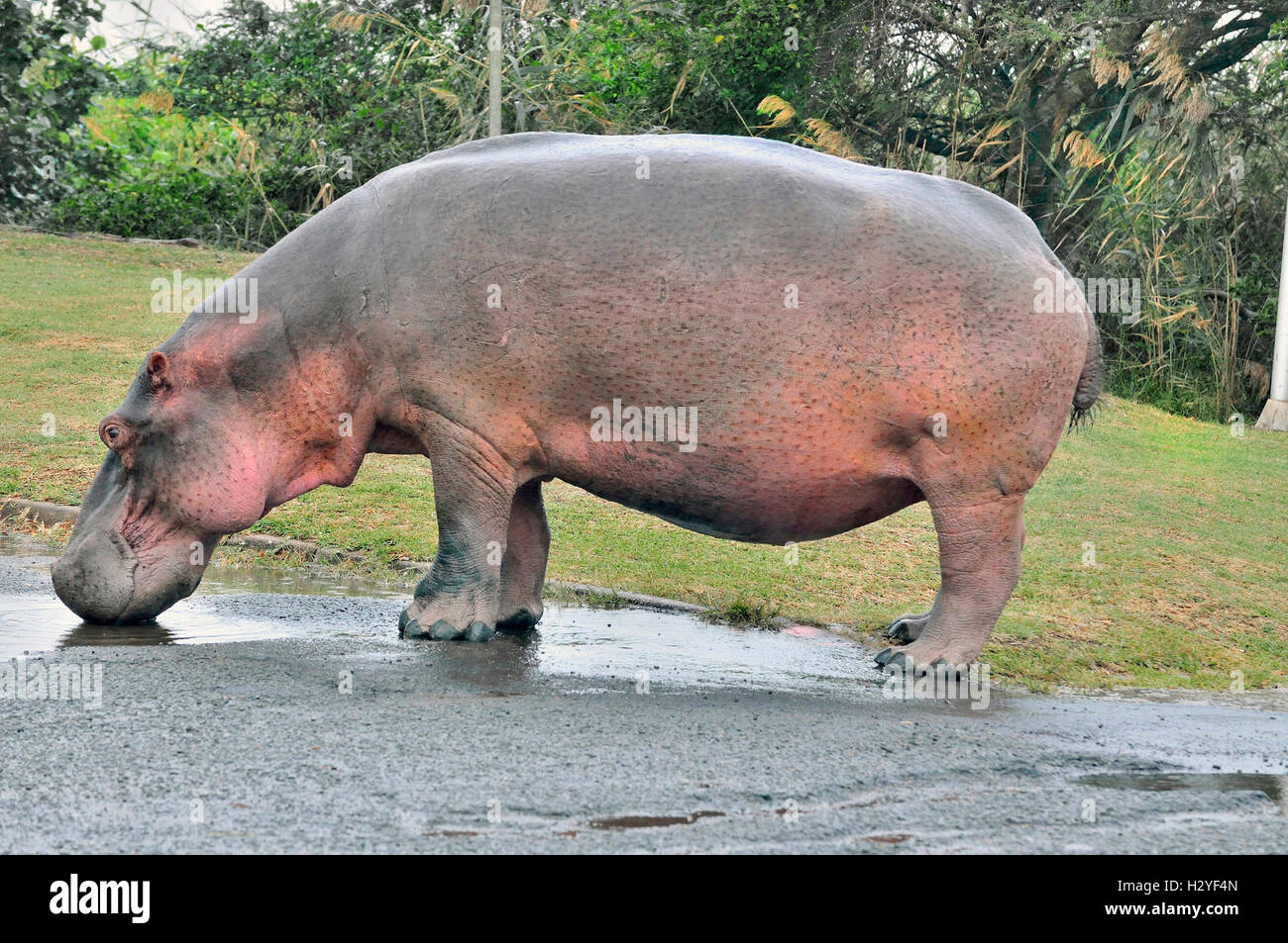 Hippopotamus walked out of the river to drink fresh rainwater from a ...