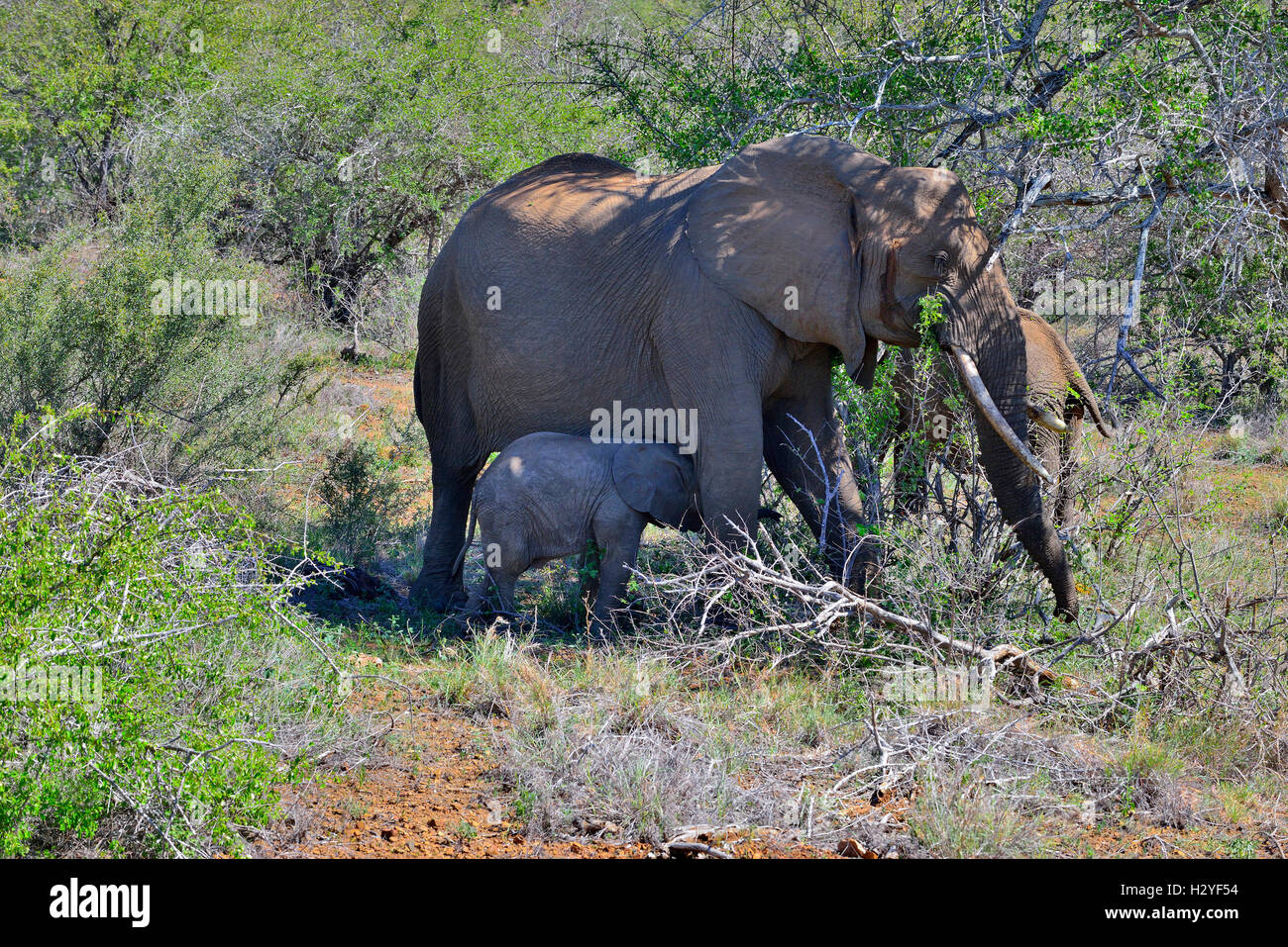 Elephant and baby seeking shade and fanning with ears during the mid ...