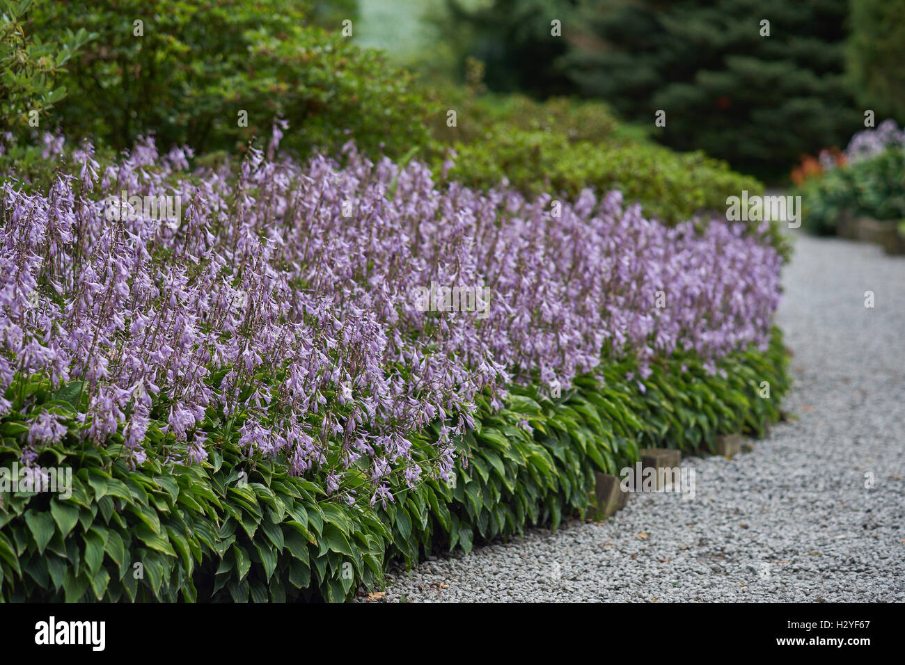 Hosta in bloom hi-res stock photography and images - Alamy
