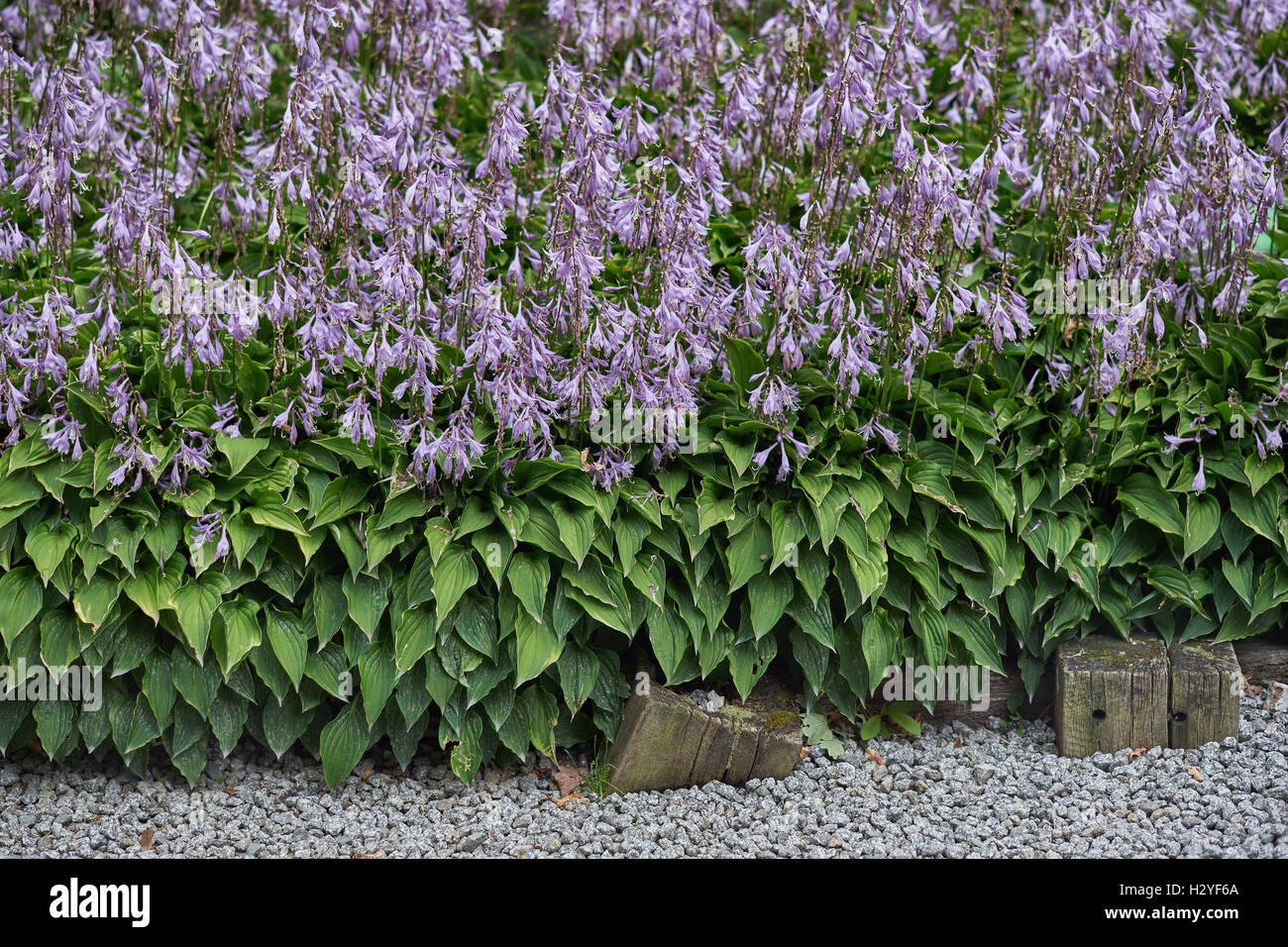 Abundant hosta "Lemon delight" in full bloom Stock Photo - Alamy
