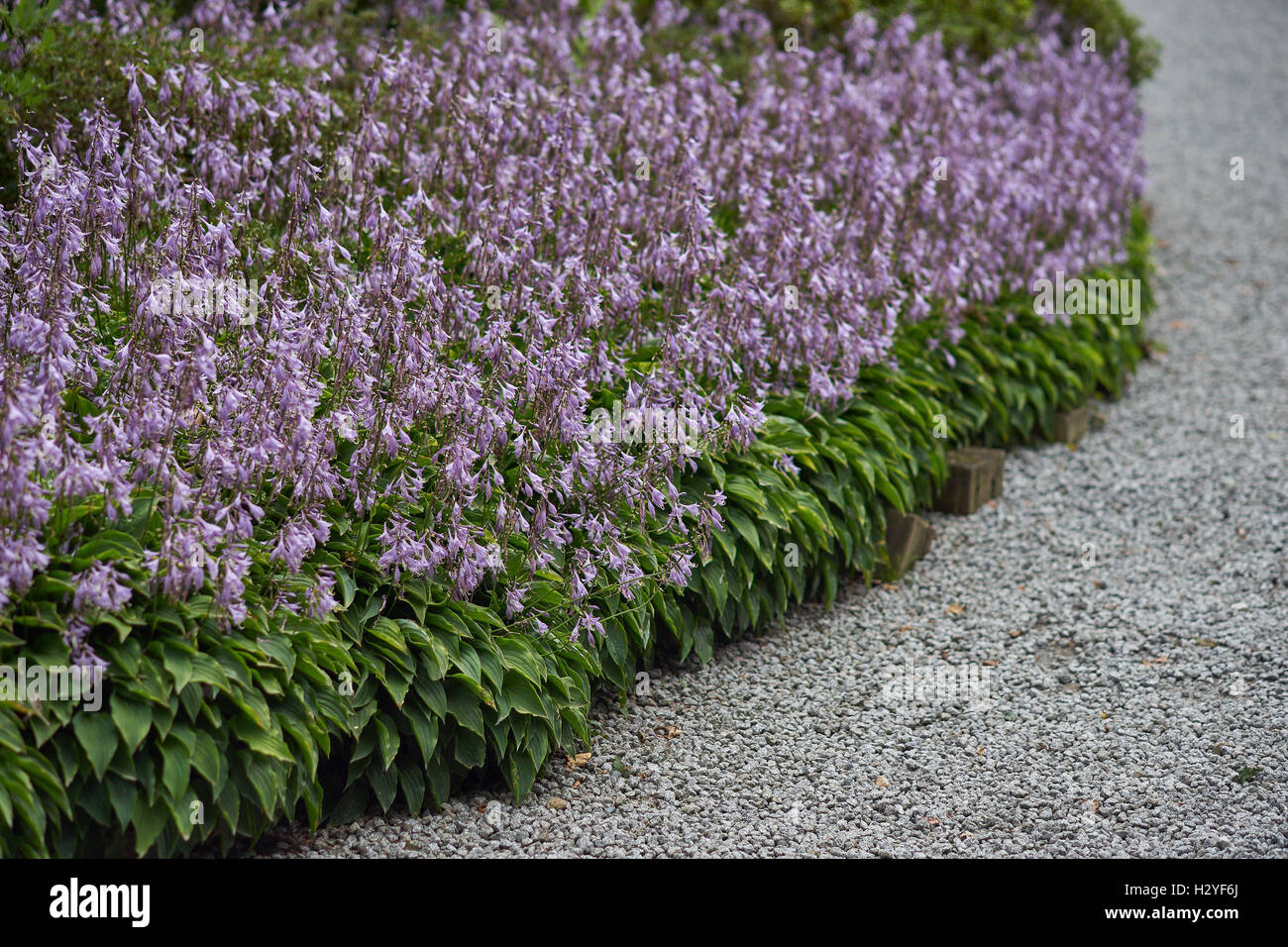 Abundant hosta "Lemon delight" in full bloom Stock Photo - Alamy