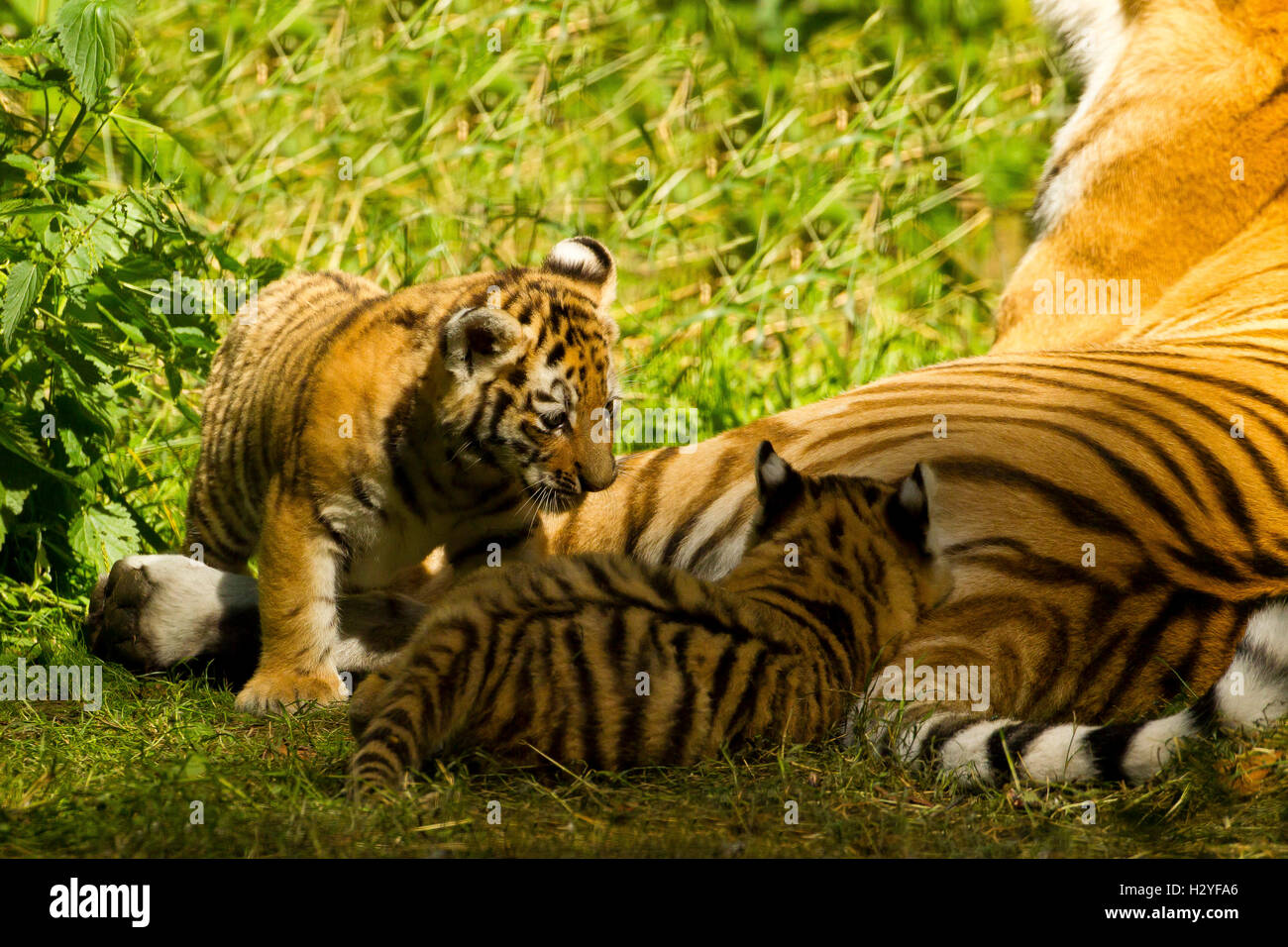 Siberian/Amur Tiger (Panthera Tigris Altaica) Two Cubs And Mother ...