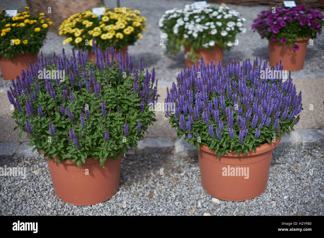Lush purple violet sage flowering in the pot Salvia nemorosa Sensation ...