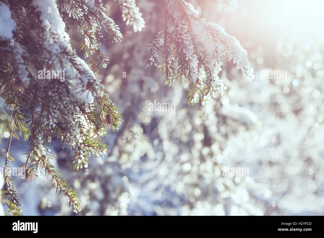 Snowy winter background with bright sunshine Stock Photo - Alamy