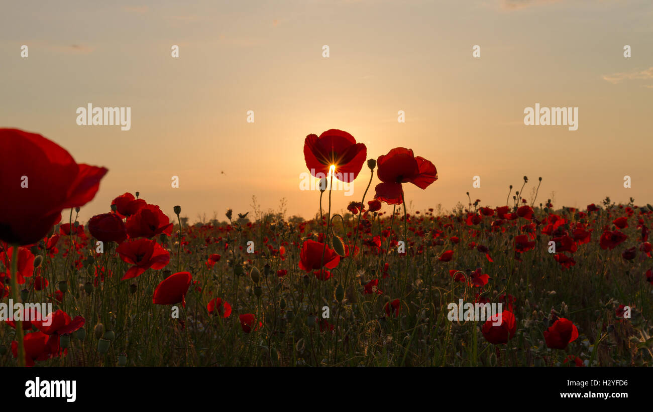 Beautiful red poppies sunset hi-res stock photography and images - Alamy