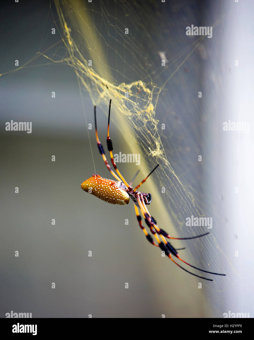 Golden orb spider columbia south carolina hi-res stock photography and ...