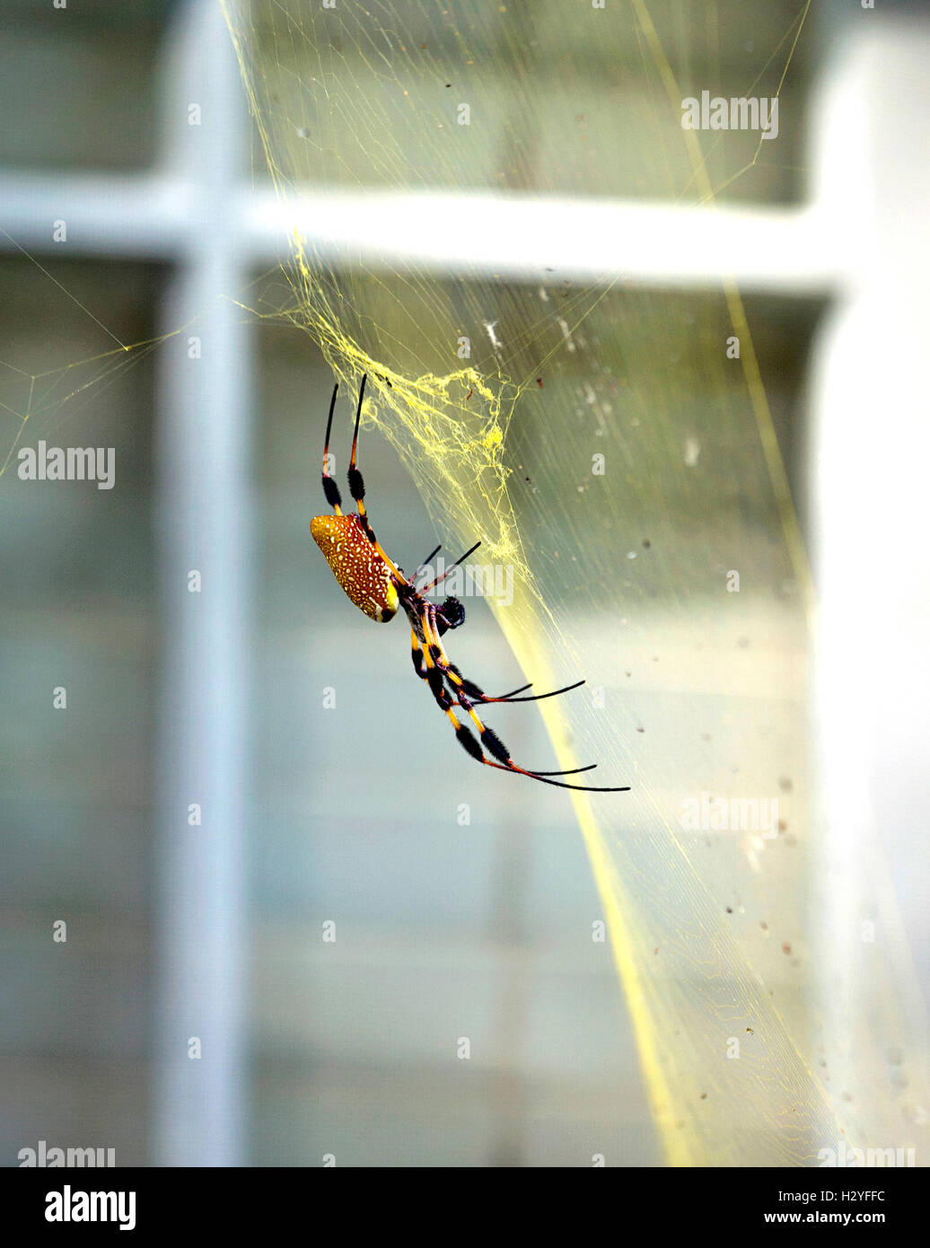 Golden Orb Spider Columbia South Carolina 2016 photo by Catherine Brown ...