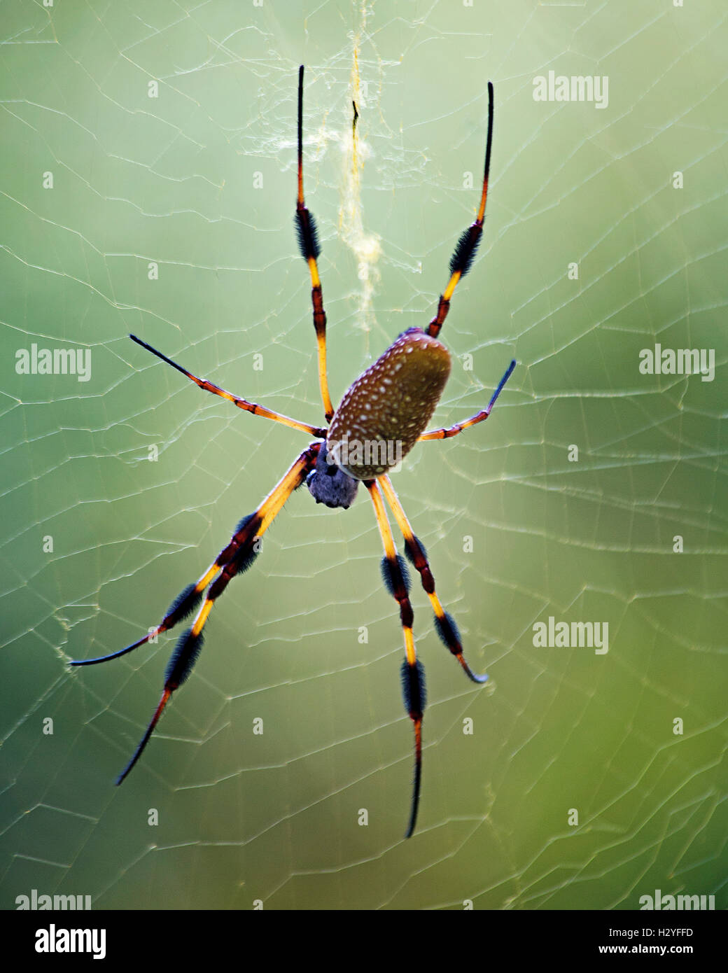 Golden Orb Spider Columbia South Carolina 2016 photo by Catherine Brown ...