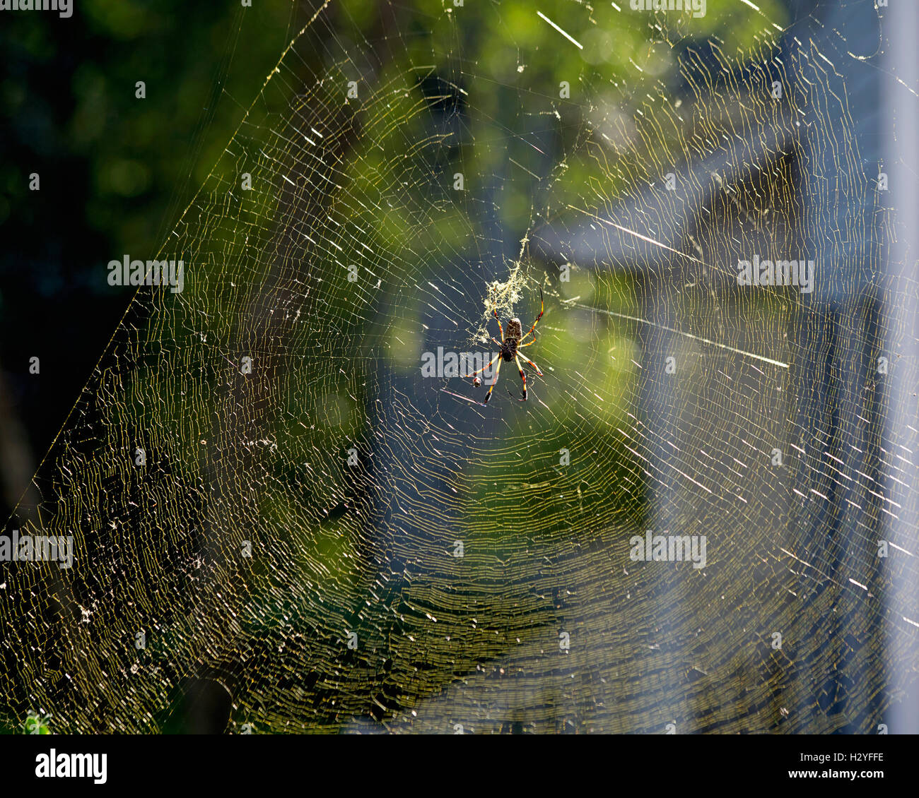 Golden Orb Spider Columbia South Carolina 2016 photo by Catherine Brown ...