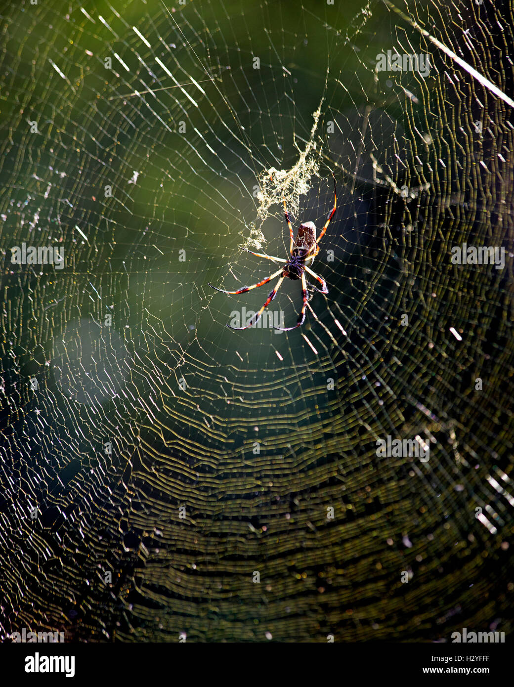 Golden Orb Spider Columbia South Carolina 2016 photo by Catherine Brown ...