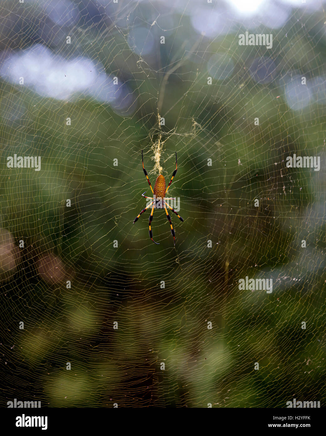 Golden Orb Spider Columbia South Carolina 2016 photo by Catherine Brown ...