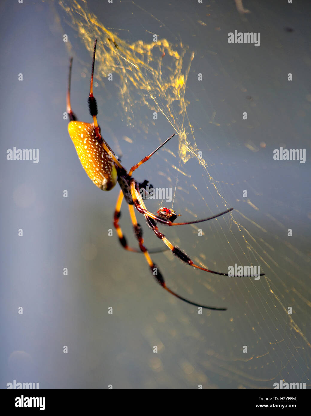 Golden Orb Spider Columbia South Carolina 2016 photo by Catherine Brown ...