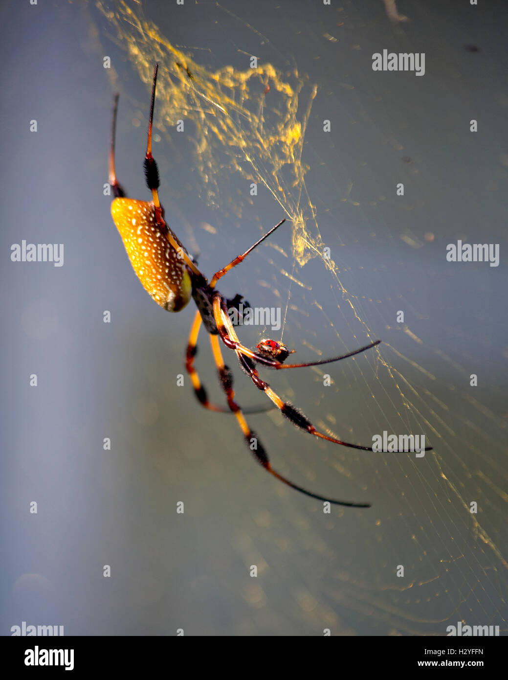 Golden Orb Spider Columbia South Carolina 2016 photo by Catherine Brown ...