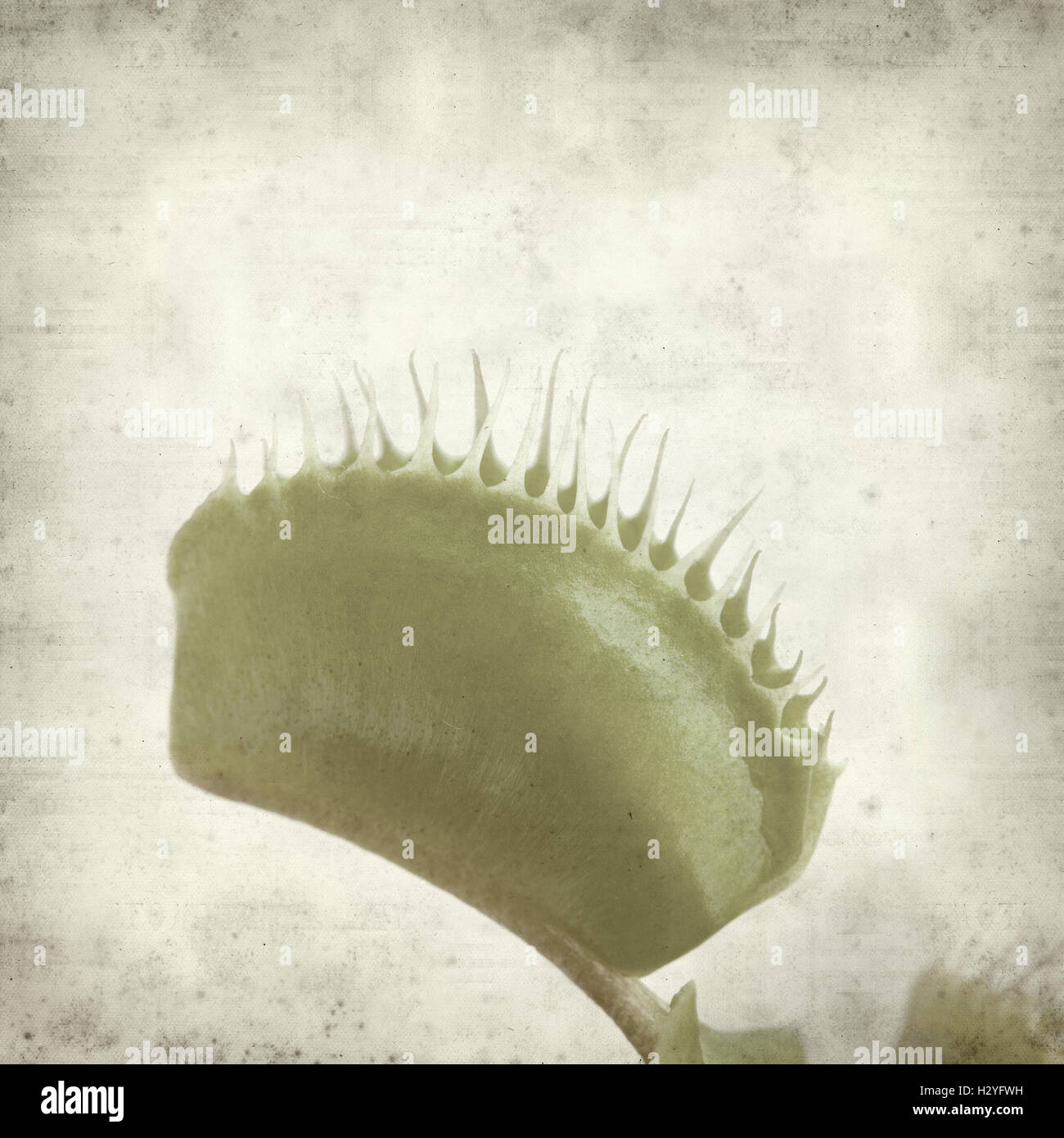 textured old paper background with Venus flytrap plant leaves Stock ...