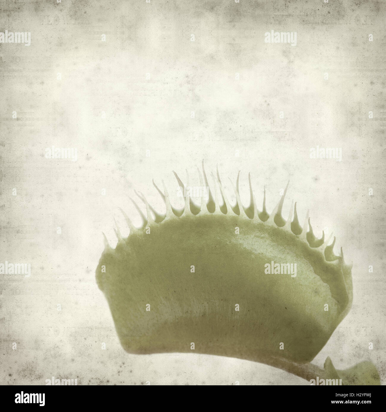 textured old paper background with Venus flytrap plant leaves Stock ...