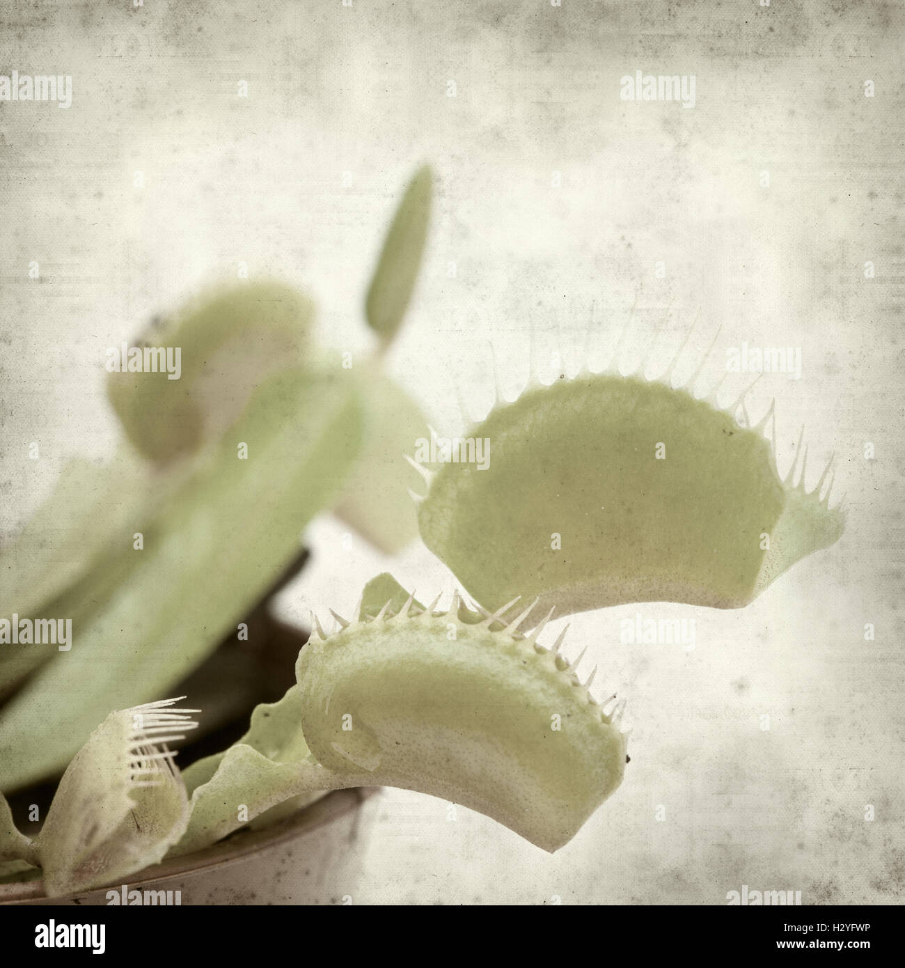 textured old paper background with Venus flytrap plant leaves Stock ...