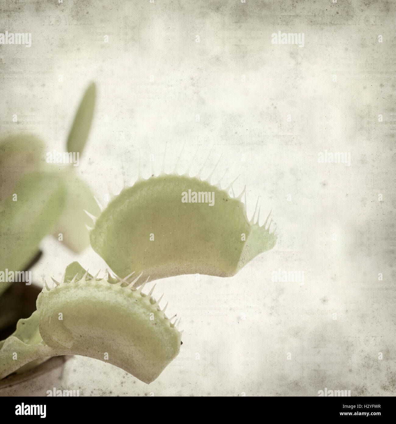 textured old paper background with Venus flytrap plant leaves Stock ...