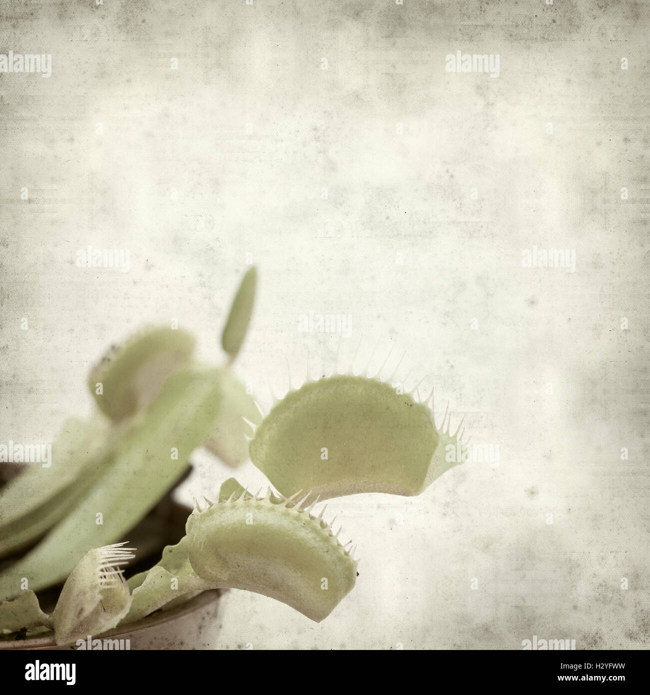 textured old paper background with Venus flytrap plant leaves Stock ...
