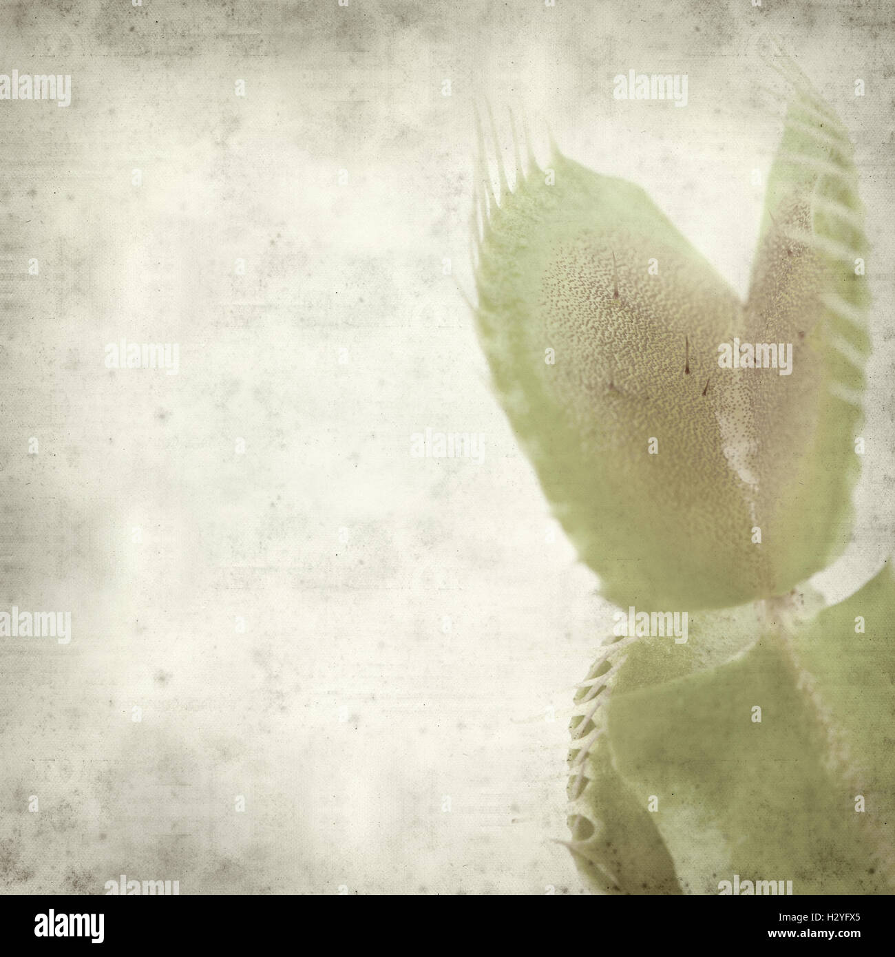 textured old paper background with Venus flytrap plant leaves Stock ...