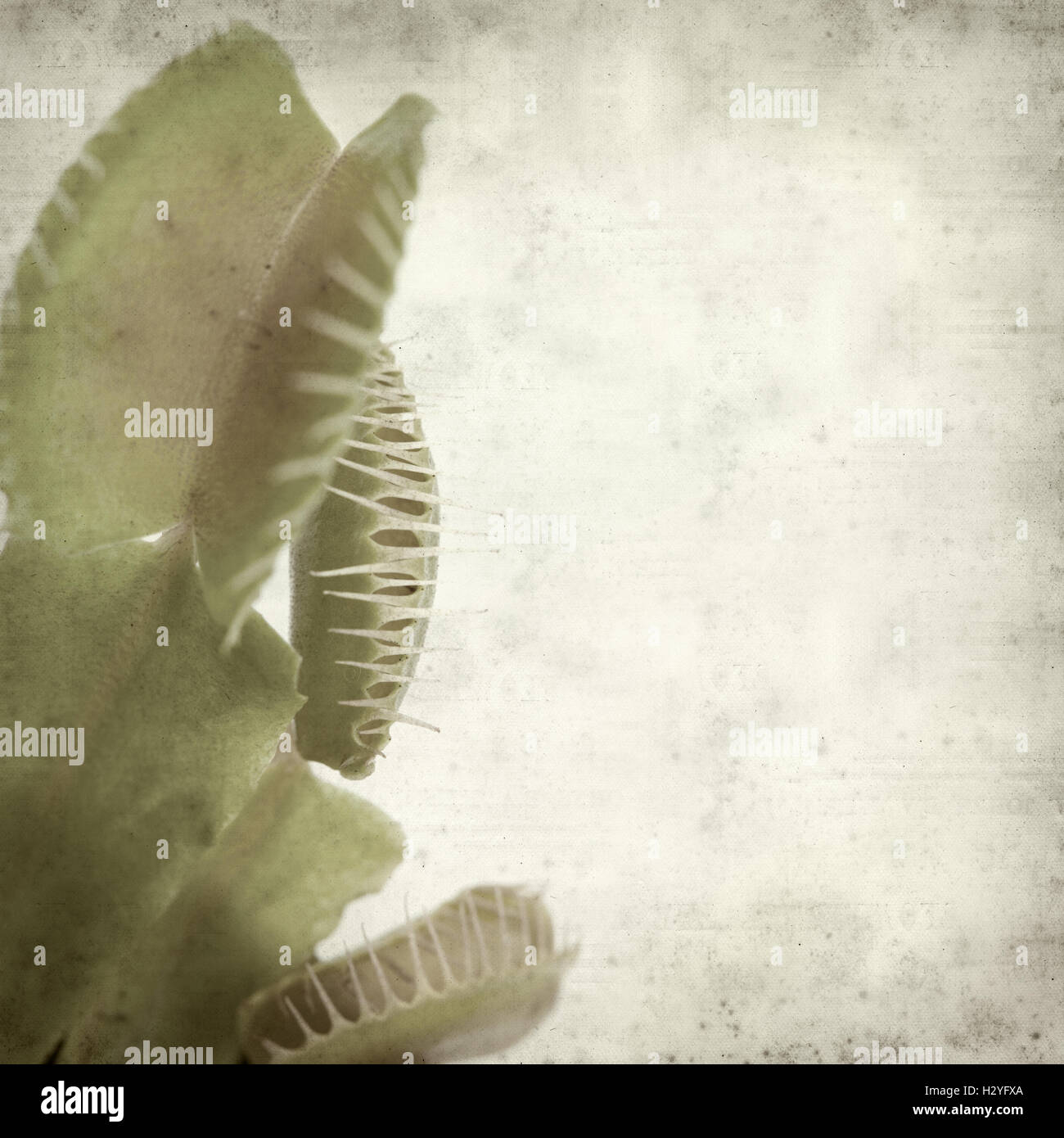 textured old paper background with Venus flytrap plant leaves Stock ...