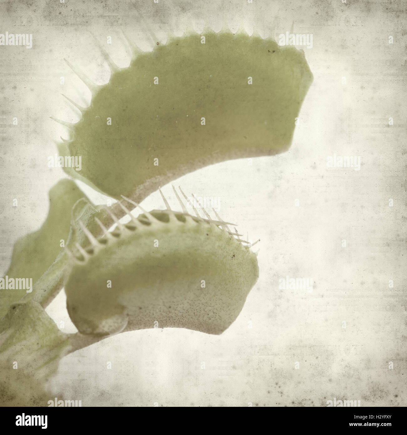 textured old paper background with Venus flytrap plant leaves Stock ...