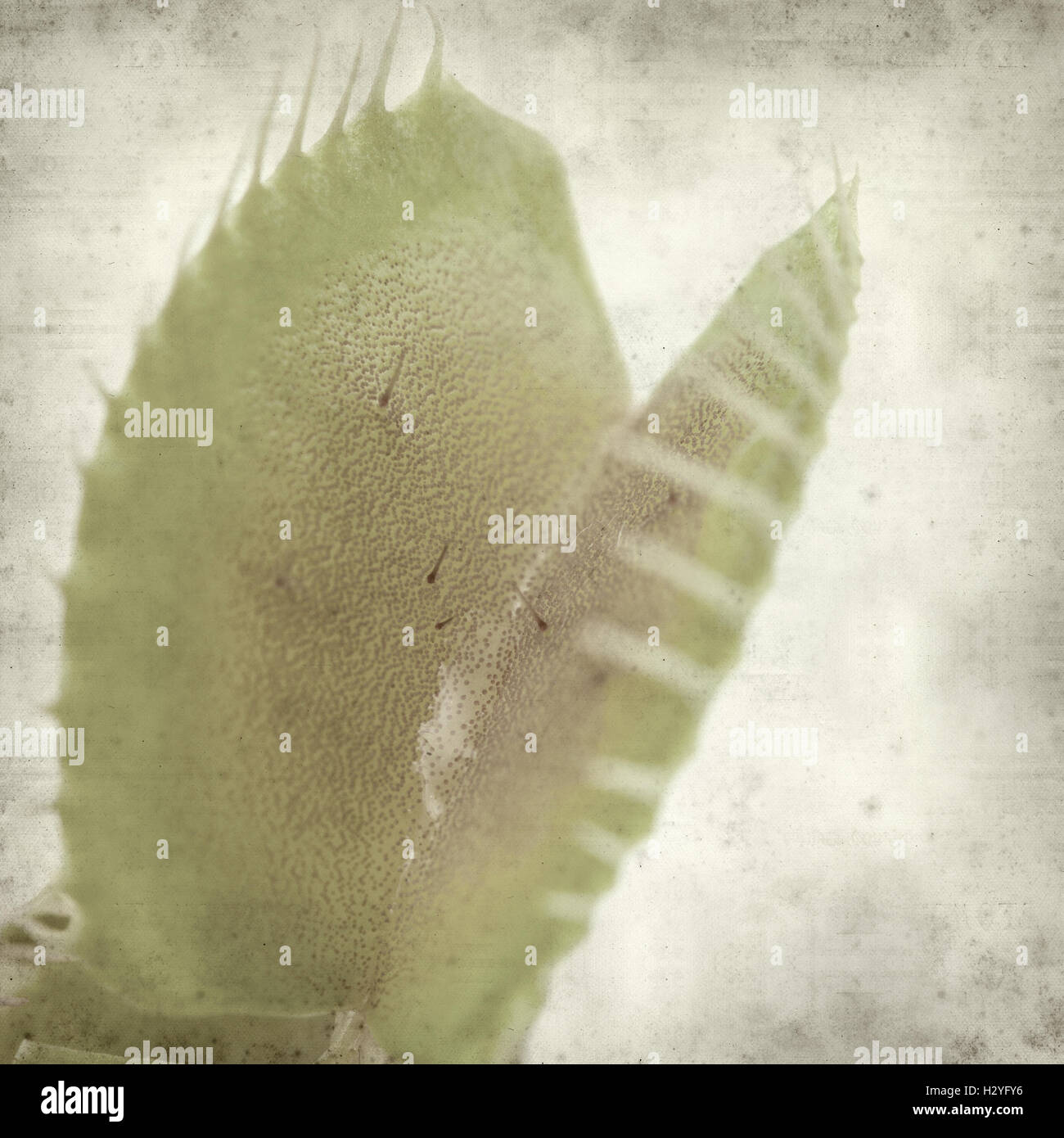 textured old paper background with Venus flytrap plant leaves Stock ...
