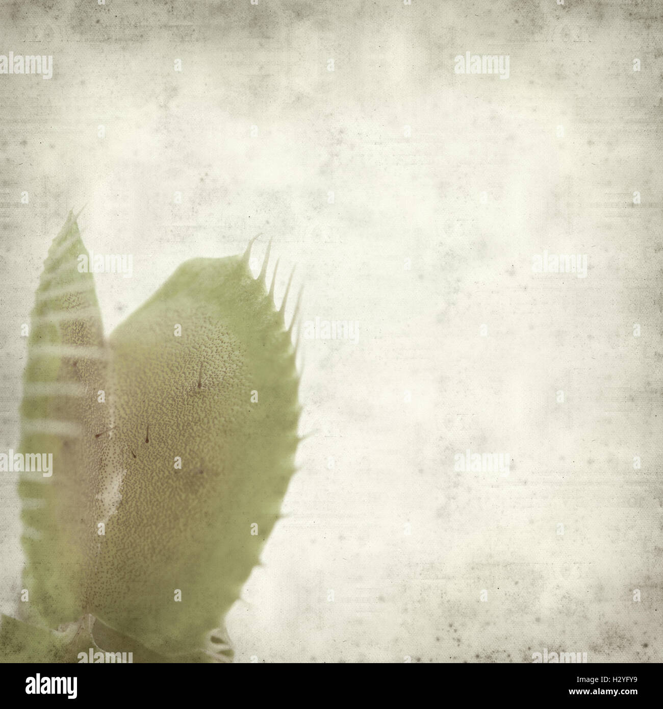 textured old paper background with Venus flytrap plant leaves Stock ...