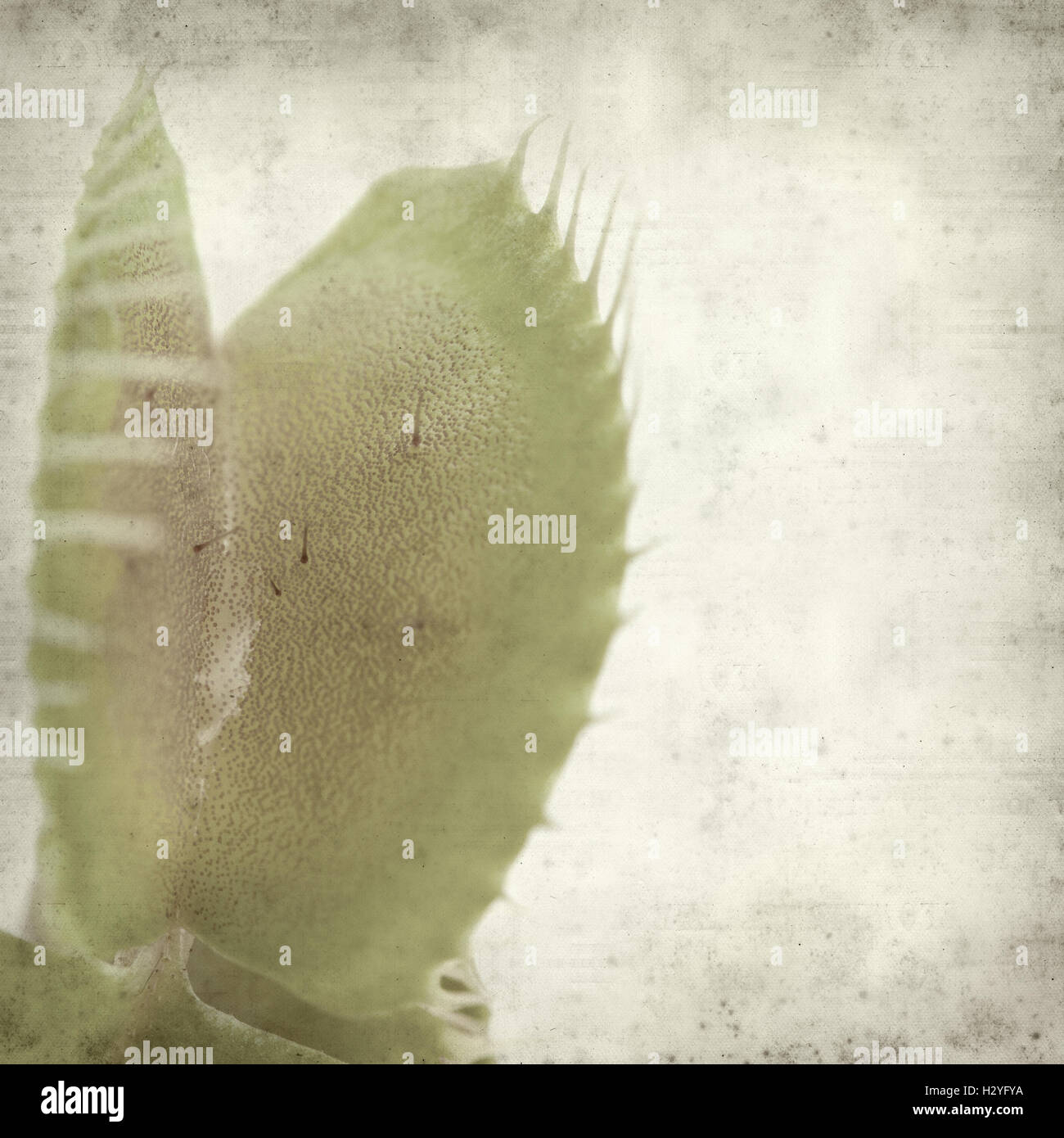 textured old paper background with Venus flytrap plant leaves Stock ...