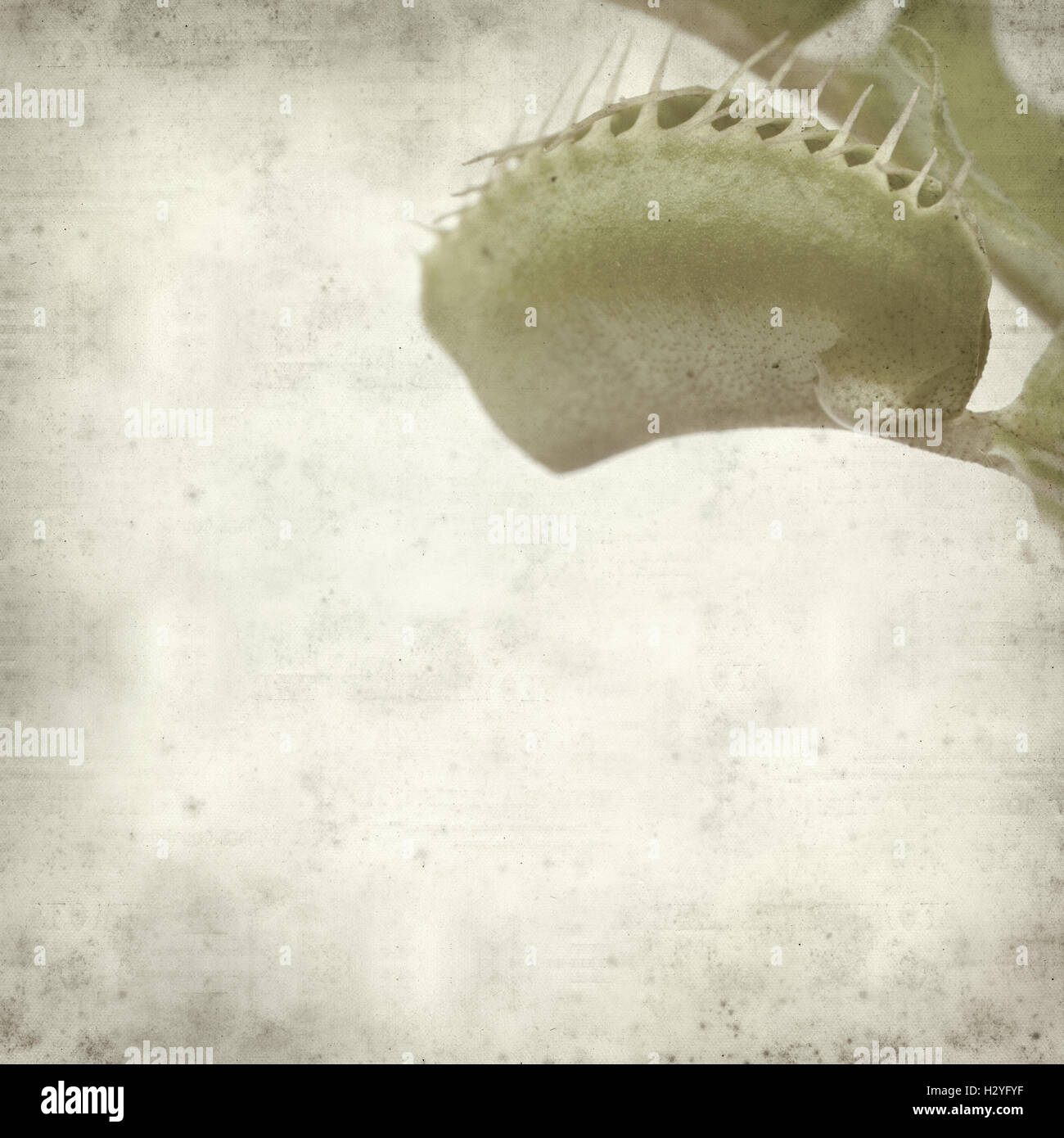 textured old paper background with Venus flytrap plant leaves Stock ...