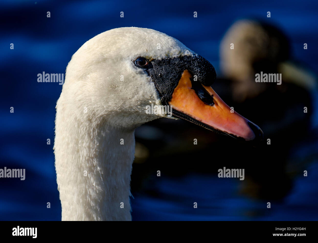 An adult swan at dusk Stock Photo - Alamy