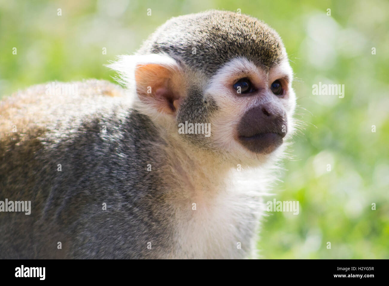 Monkey squirrel hi-res stock photography and images - Alamy