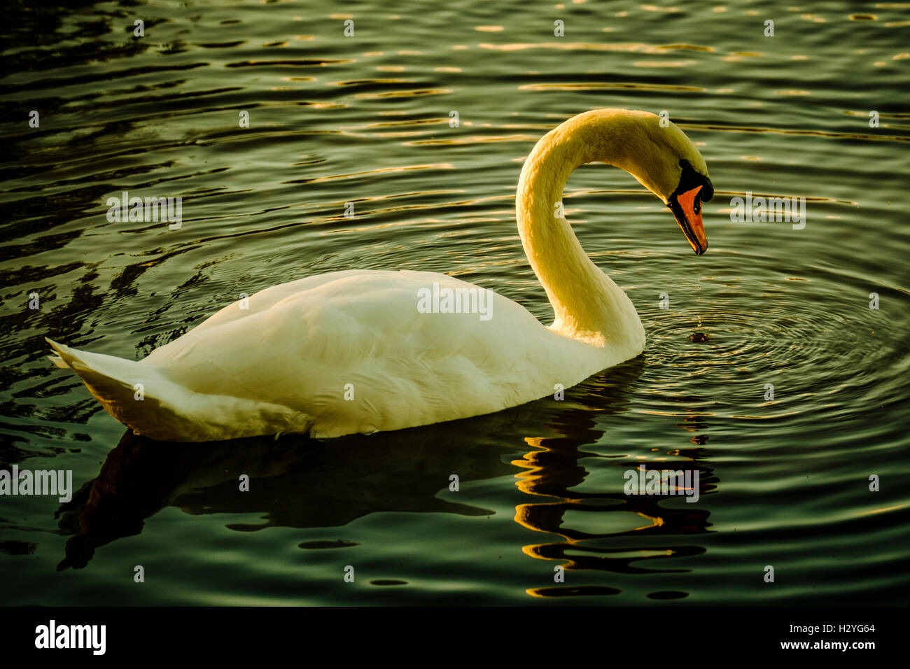 An adult swan at dusk Stock Photo - Alamy