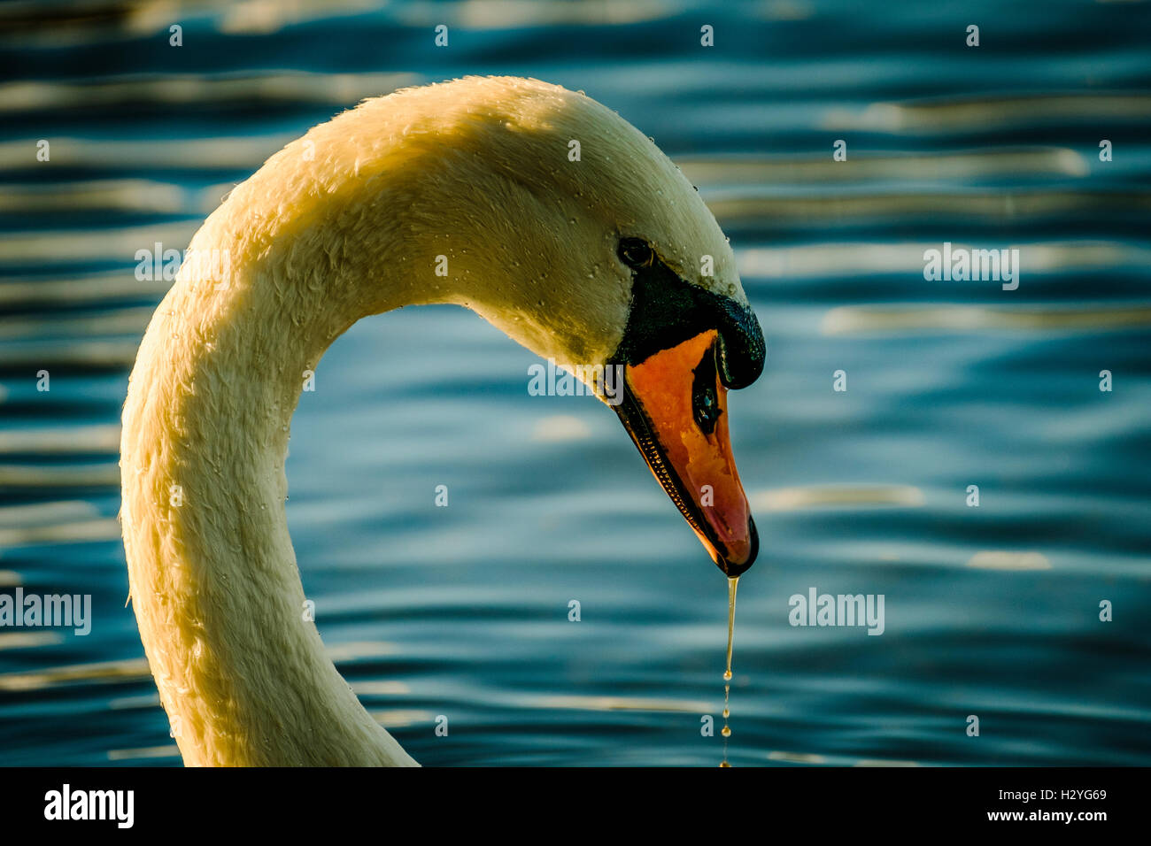 An adult swan at dusk Stock Photo - Alamy