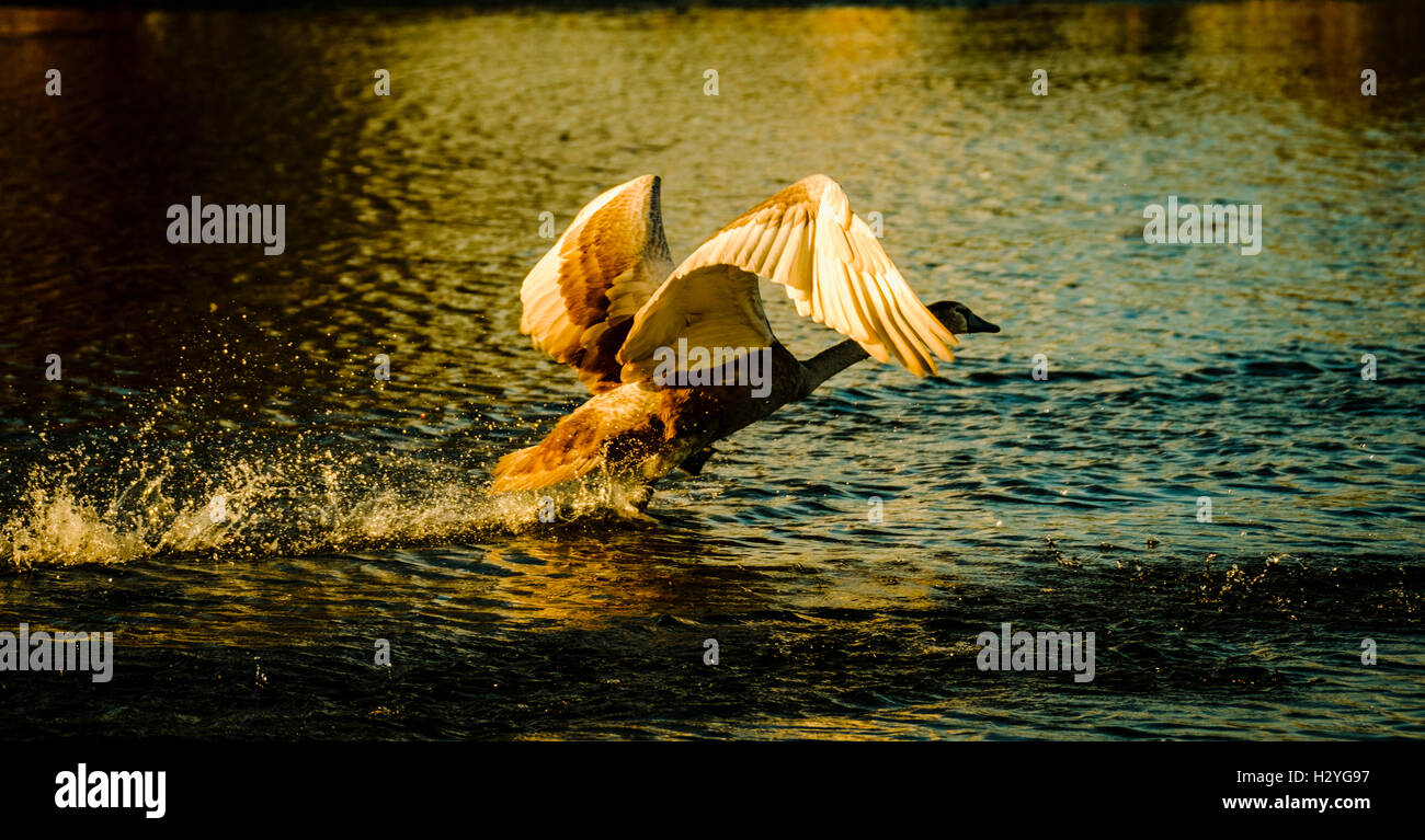 A cygnet takes off to fly a short distance Stock Photo - Alamy