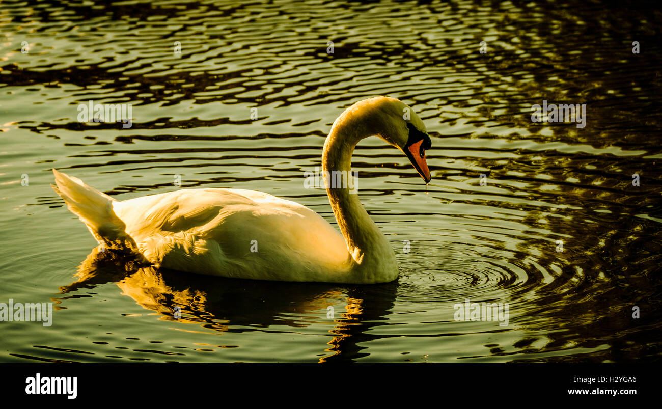 An adult swan at dusk Stock Photo - Alamy