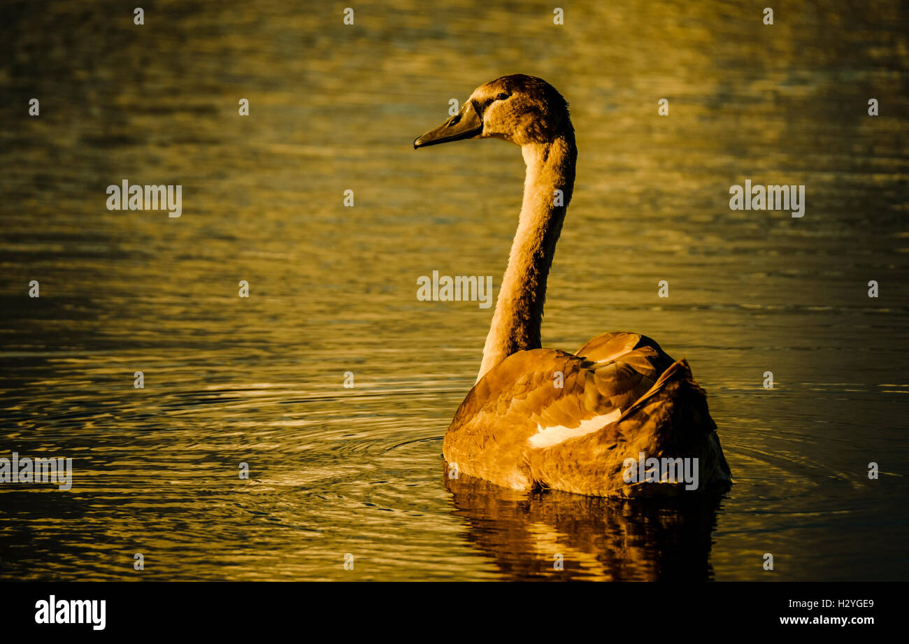 A young cygnet at dusk Stock Photo - Alamy