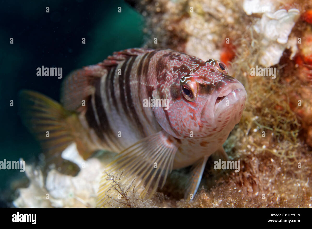 Painted comber (Serranus scriba), Sithonia, Chalkidiki, also Halkidiki ...