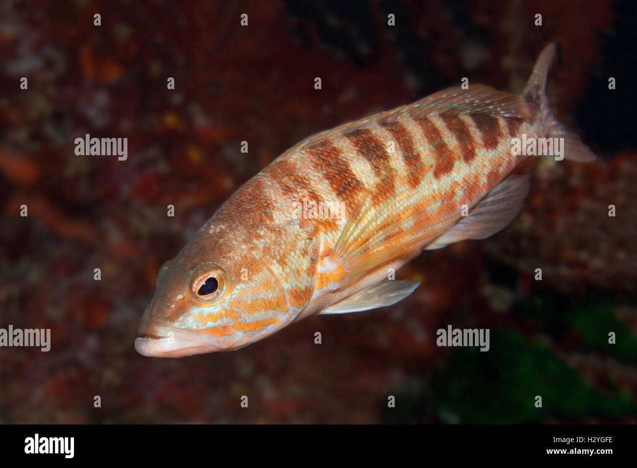 Comber fish hi-res stock photography and images - Alamy