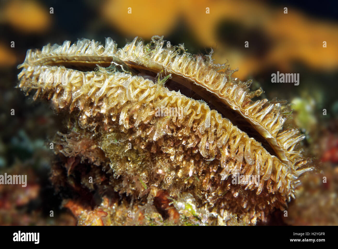 Noble pen shell (Pinna nobilis), Sithonia, Chalkidiki, also Halkidiki ...