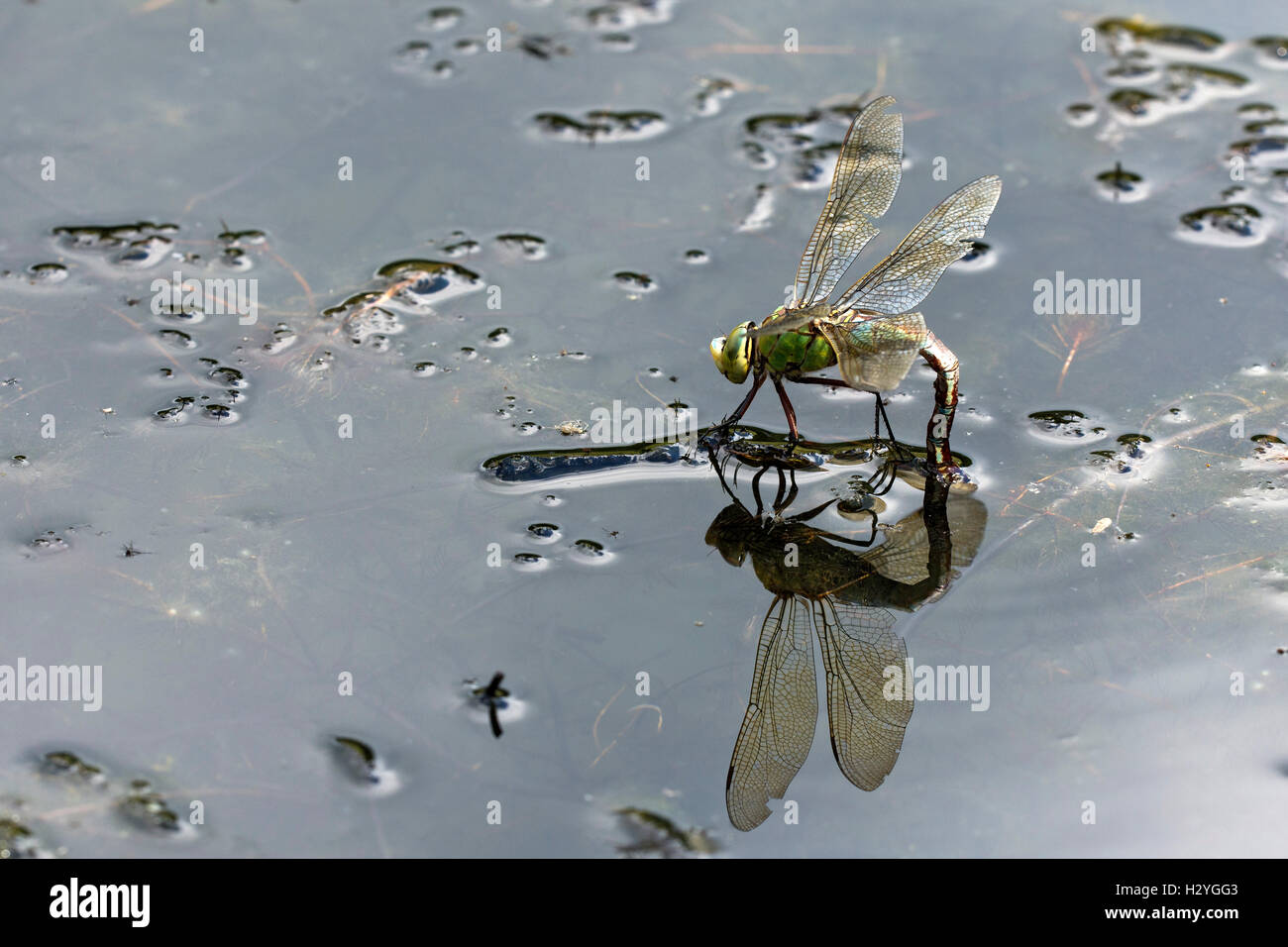 Dragonfly eggs hi-res stock photography and images - Alamy